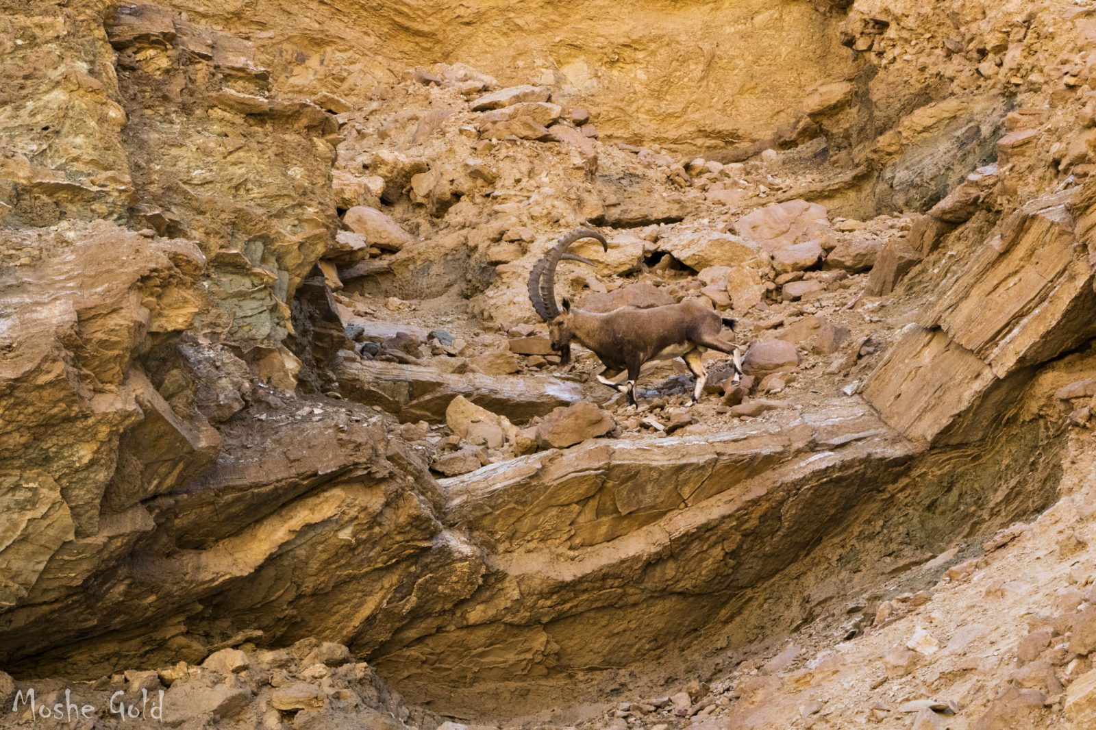 Gallery and purchase – Moshe Gold